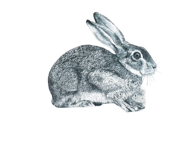 Home | Chef MJ Adams